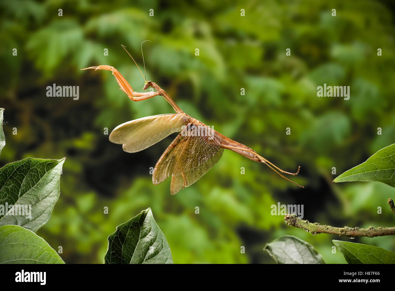 Chinese Mantis (Tenodera aridifolia) flying, western Oregon Stock Photo ...