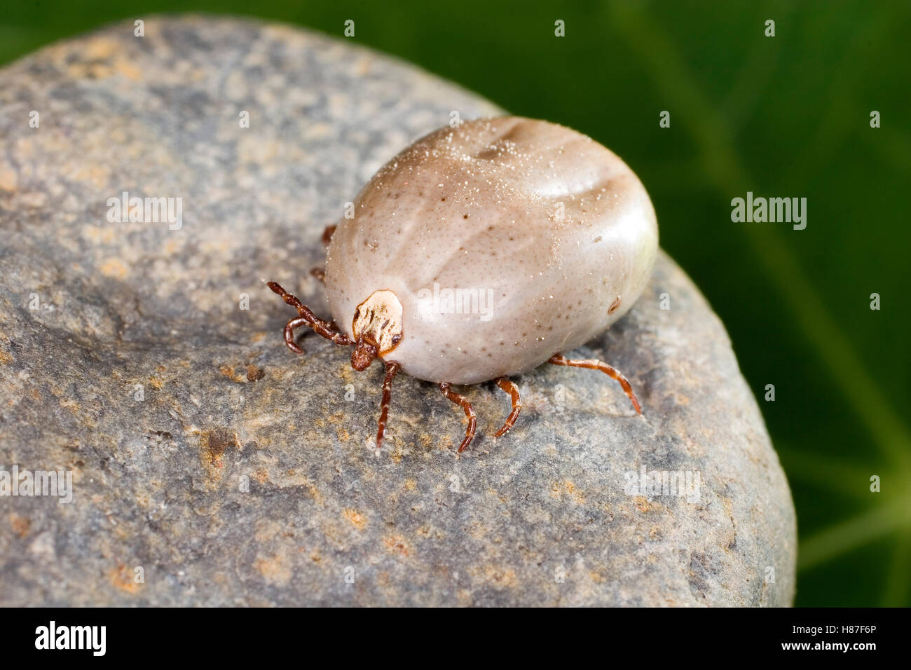 Sheep Tick (Ixodes ricinus) female engorged after a blood meal ...