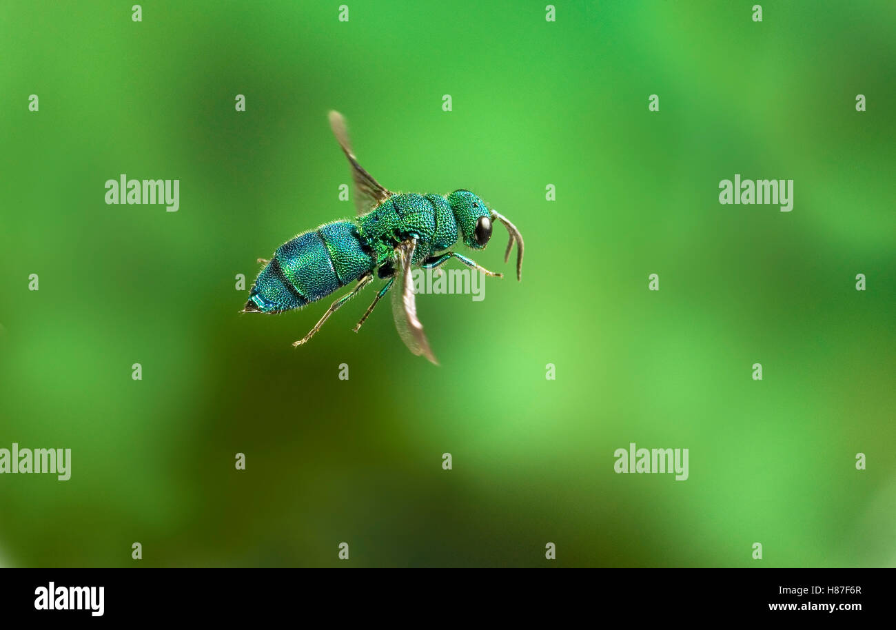 Cuckoo Wasp (Chrysididae) flying, Nature Conservancy's Zumwalt Prairie ...