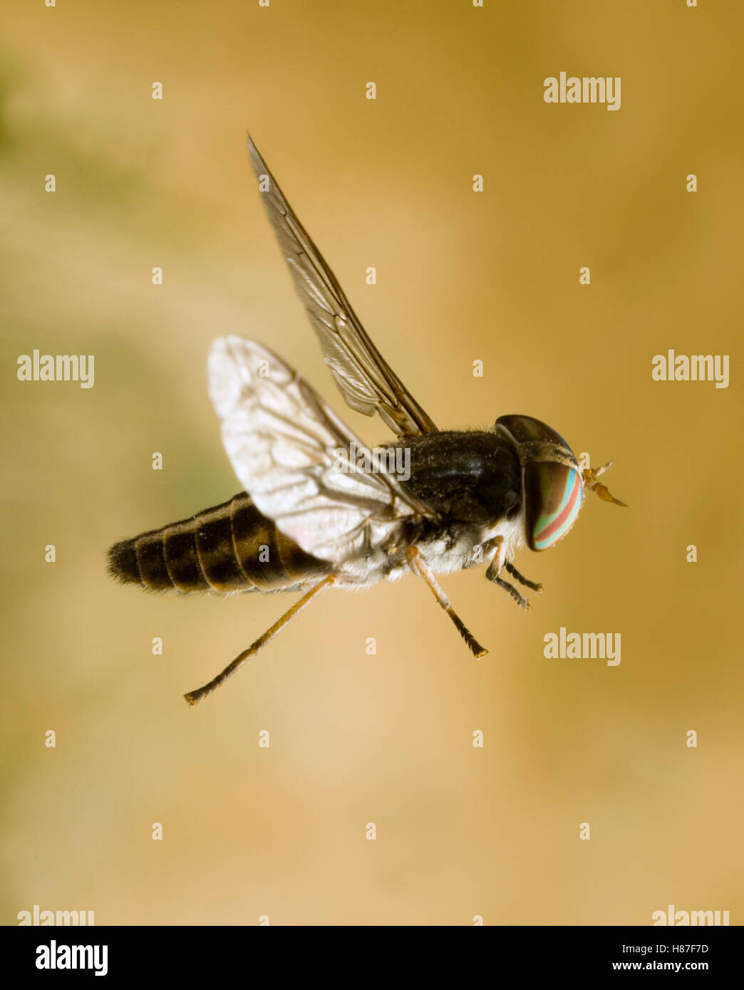 Horse Fly (Chrysops relictus) female flying, northeast Oregon Stock ...