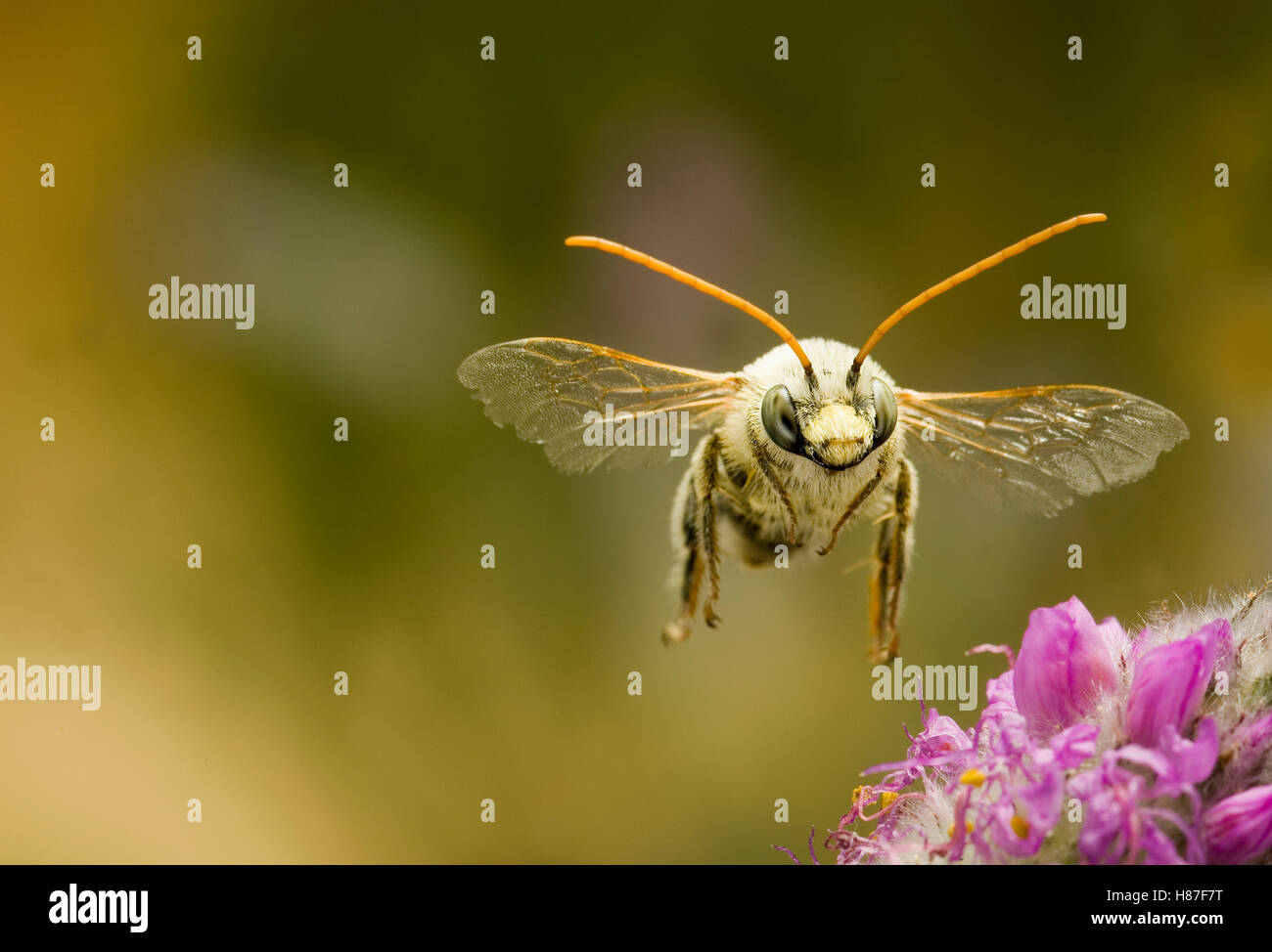 Digger Bee (Melissodes sp) male flying in desert habitat near Clarno ...