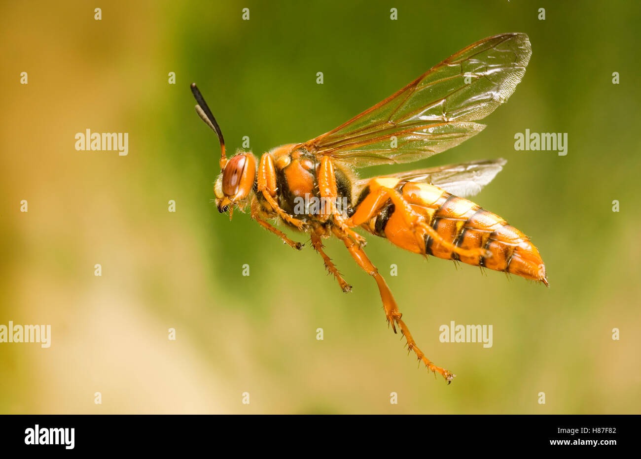 Cicada Killer Wasp (Sphecius speciosus) female flying, these solitary ...