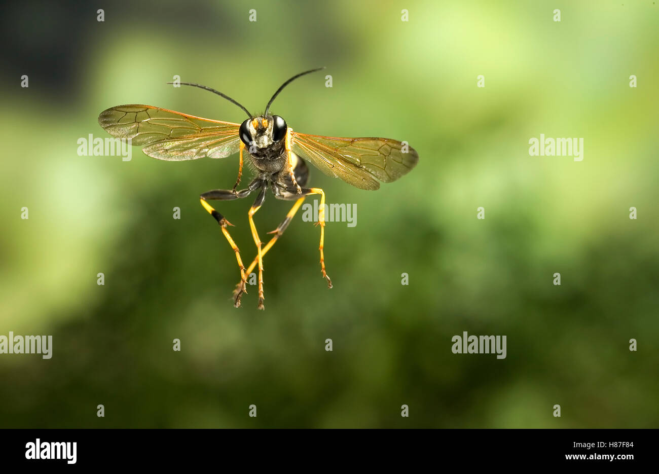 Black and Yellow Mud Dauber (Sceliphron caementarium) photographed ...