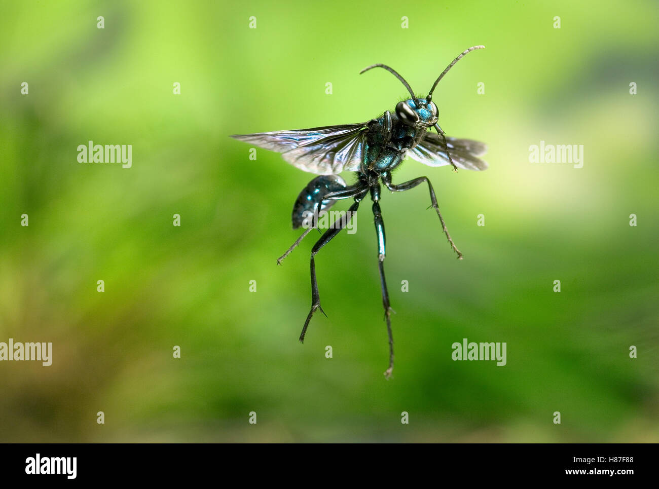 Blue Mud Wasp (Chalybion californicum) photographed with a high-speed ...