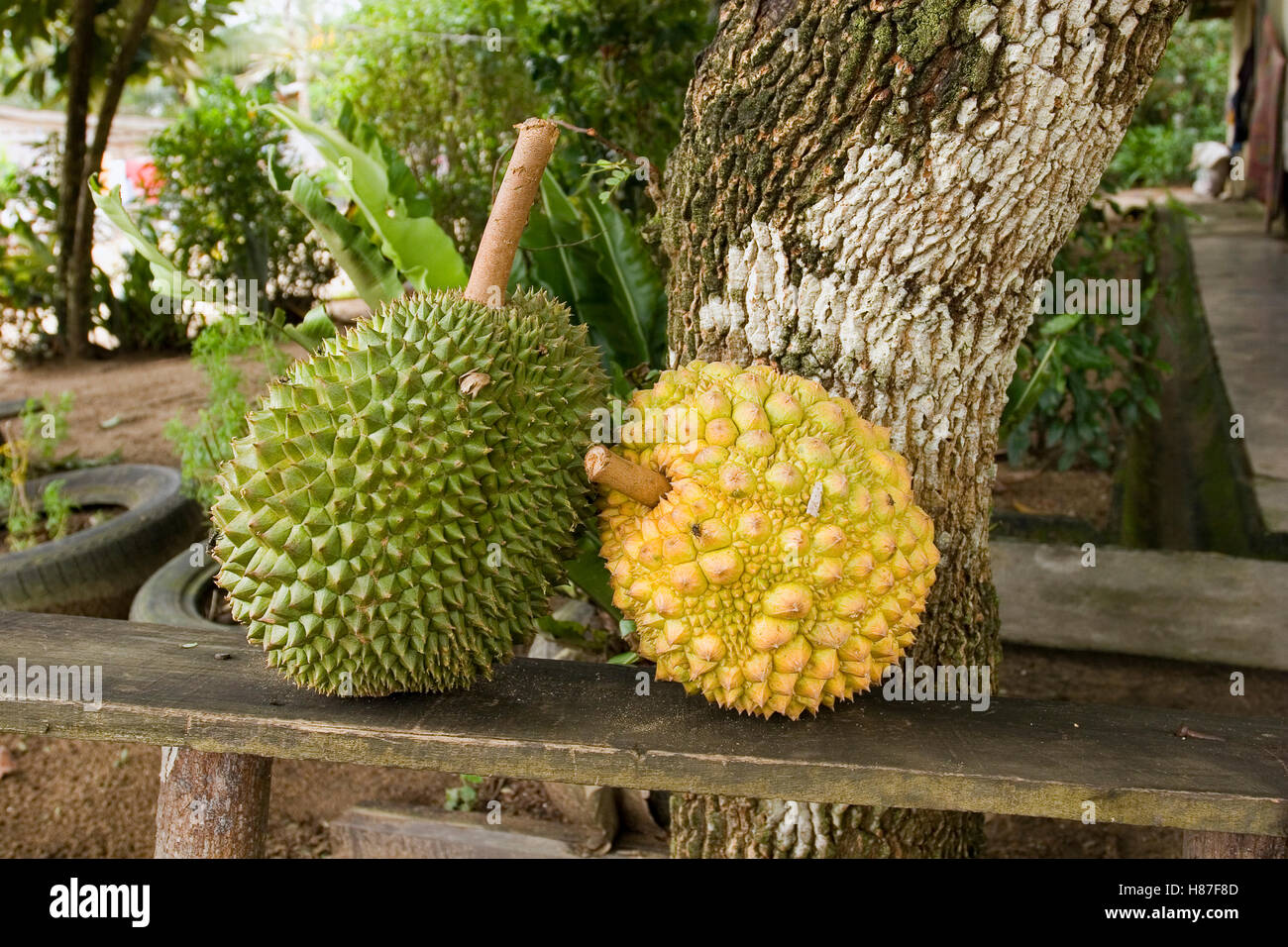 Durian (Durio zibethinus) fruit ripening in a Orang Asli village in ...