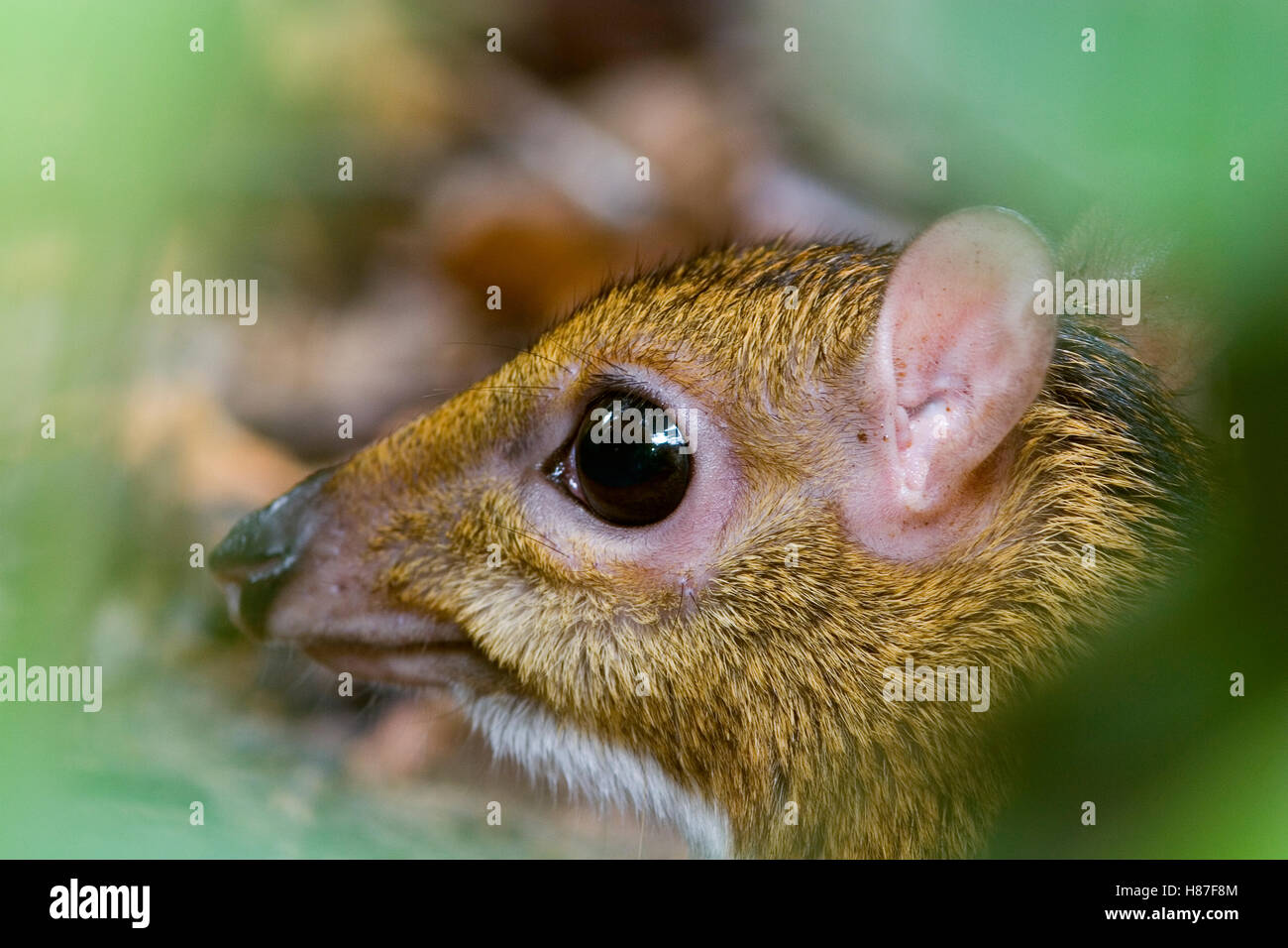 Lesser Malay Mouse Deer (Tragulus javanicus) at dusk in Endau-Rompin ...