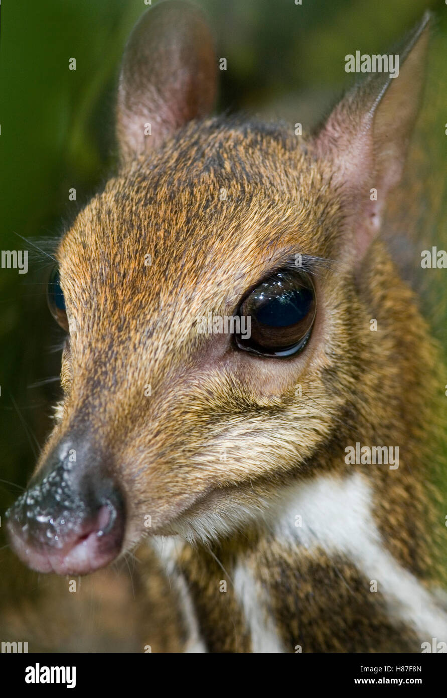 Lesser Malay Mouse Deer (Tragulus javanicus) at dusk in Endau-Rompin ...