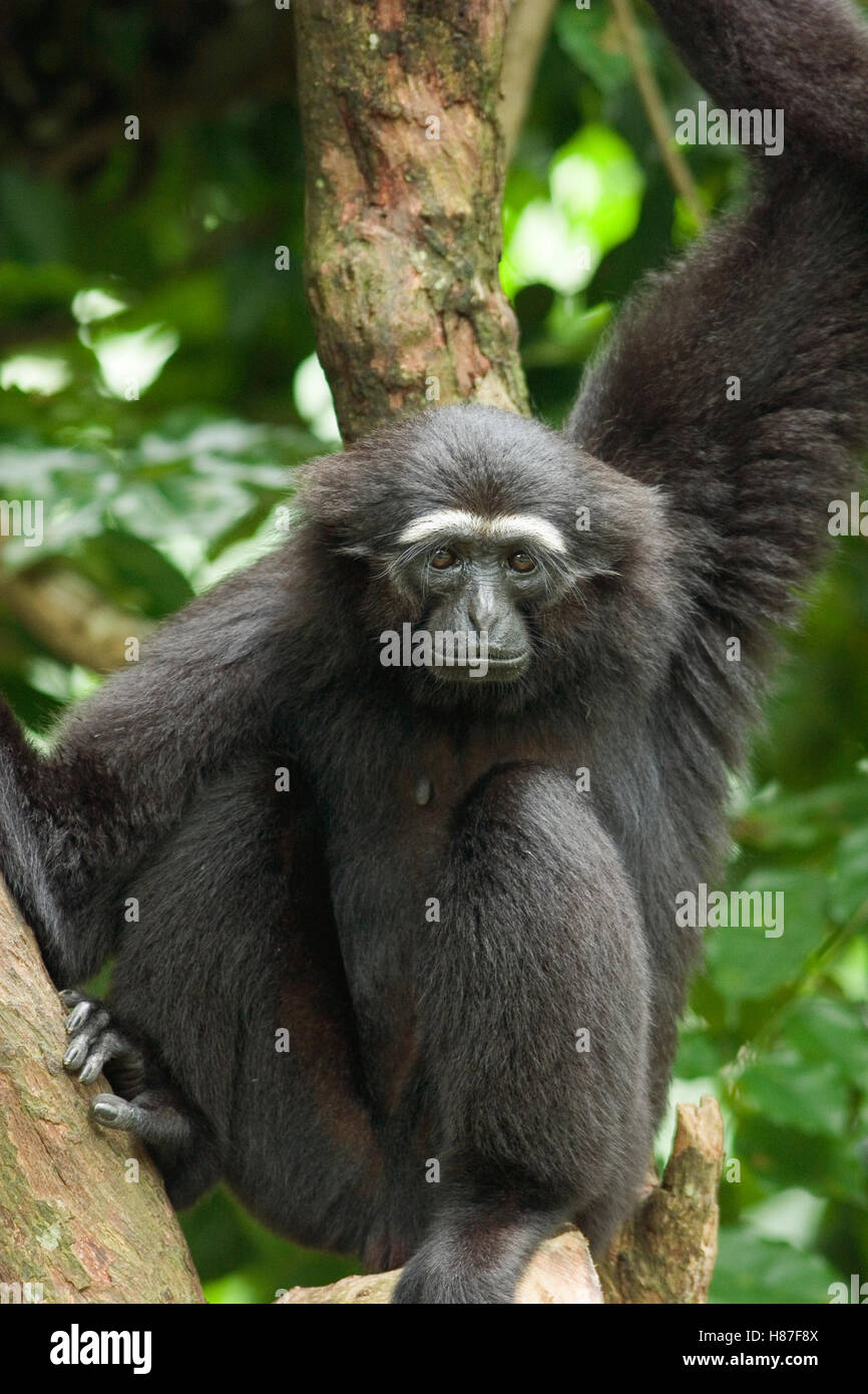Hoolock Gibbon (Hylobates hoolock) sitting in tree, endangered, range ...