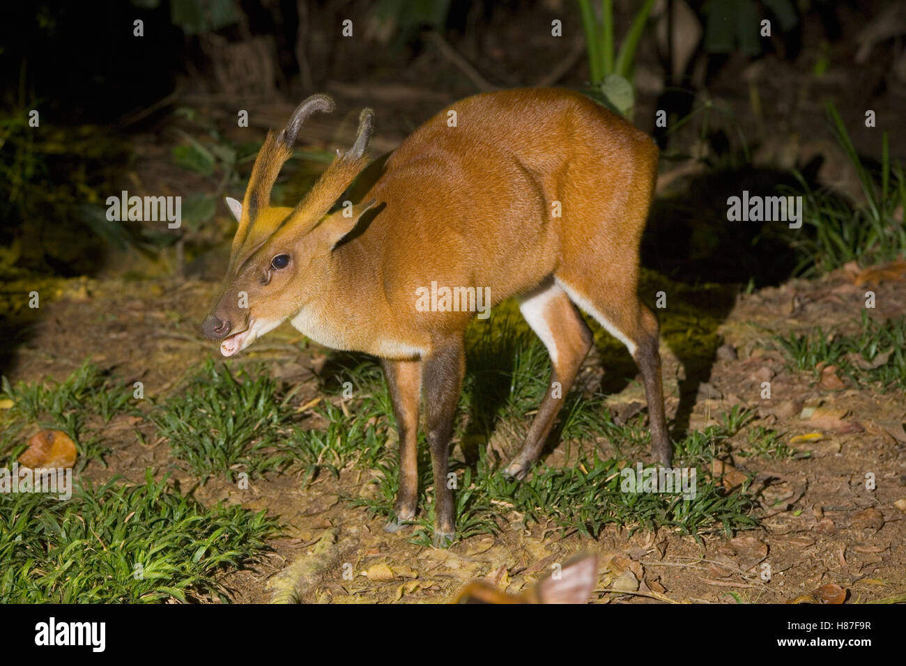 Barking Deer (Muntiacus muntjak) male at night, Malaysia Stock Photo ...