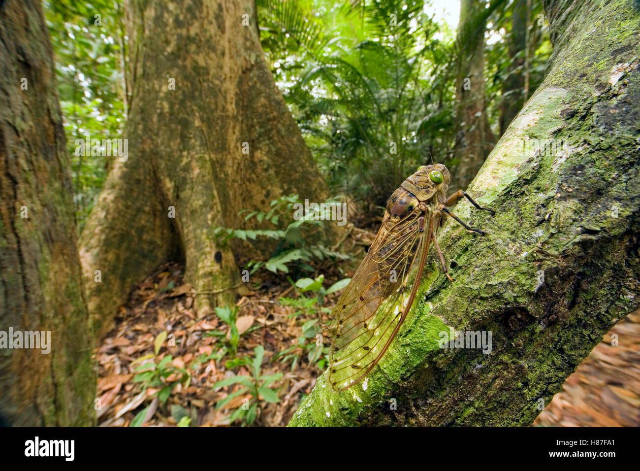 Giant Cicada (Pomponia imperatoria) in tropical rainforest, Endau ...