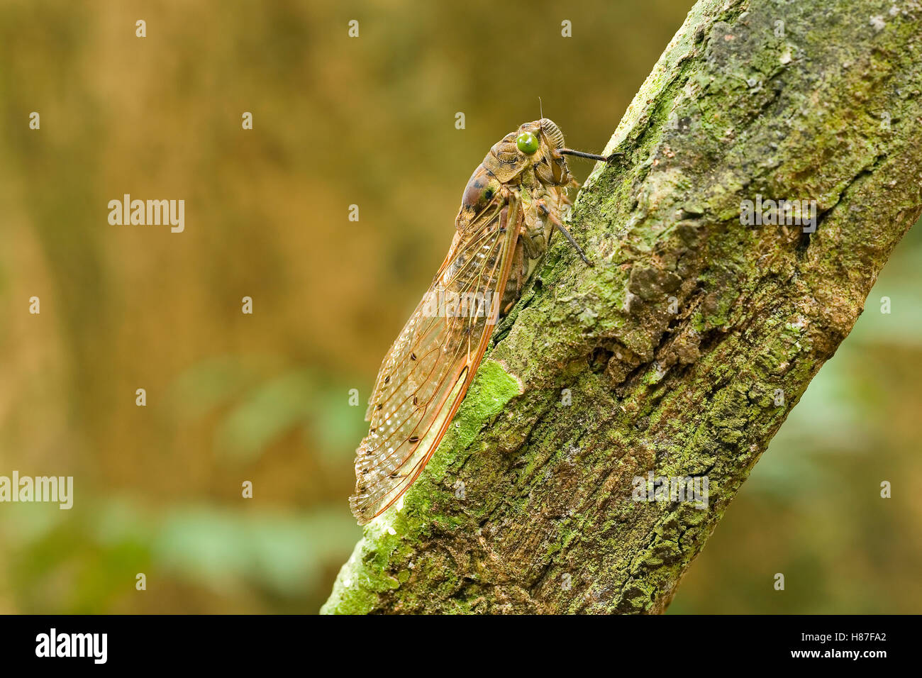 Giant Cicada (Pomponia imperatoria) in rainforest, Endau-Rompin ...