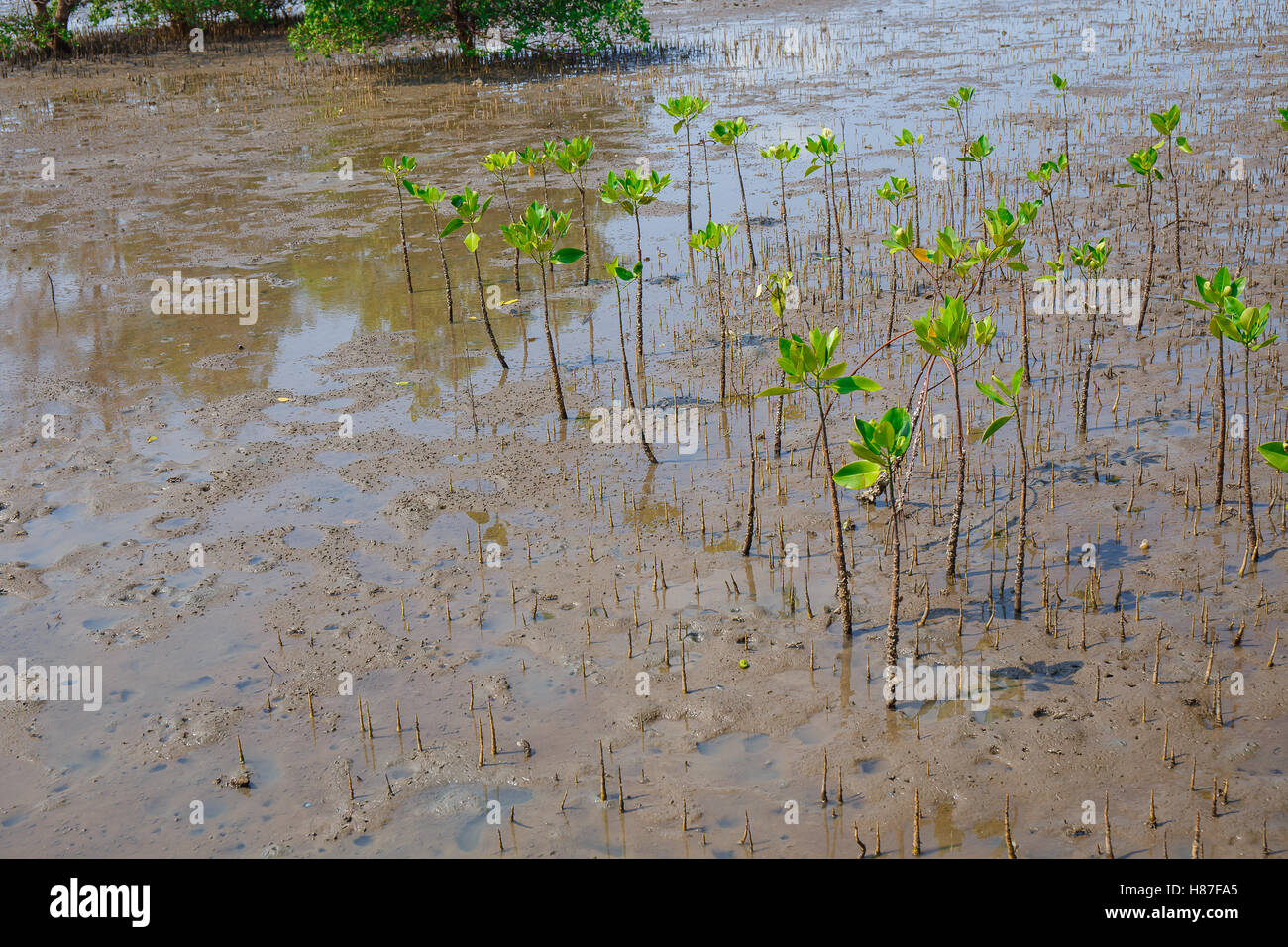 At low tide the mangrove forests Stock Photo - Alamy