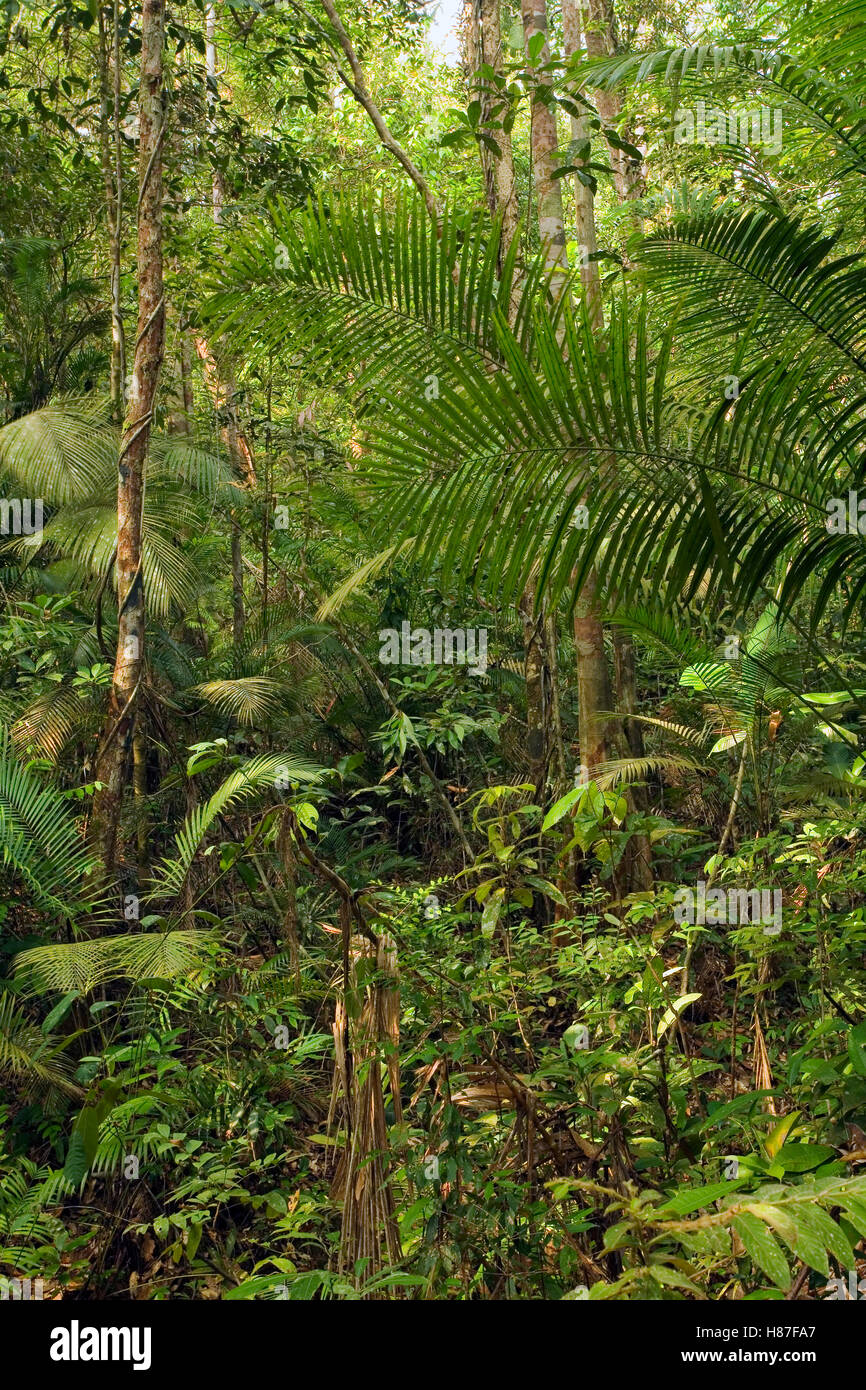 Rainforest interior - this humid jungle is one of the world's oldest ...