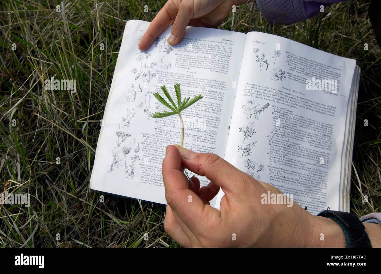 Staff botanist for The Nature Conservancy, Susan Geer, works to ...