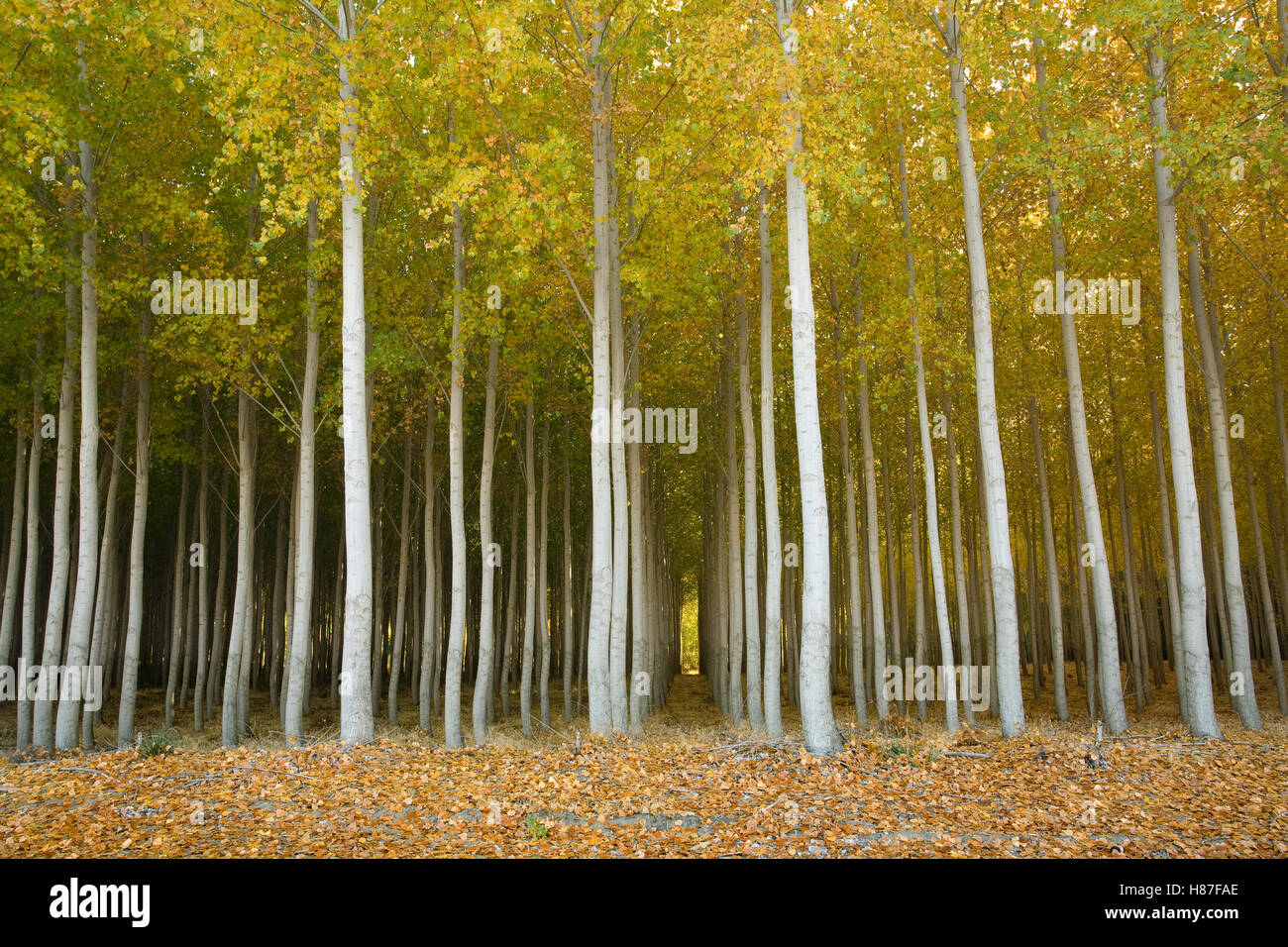 Cottonwood (Populus sp) hybrid tree farm grown for pulp and fiber ...