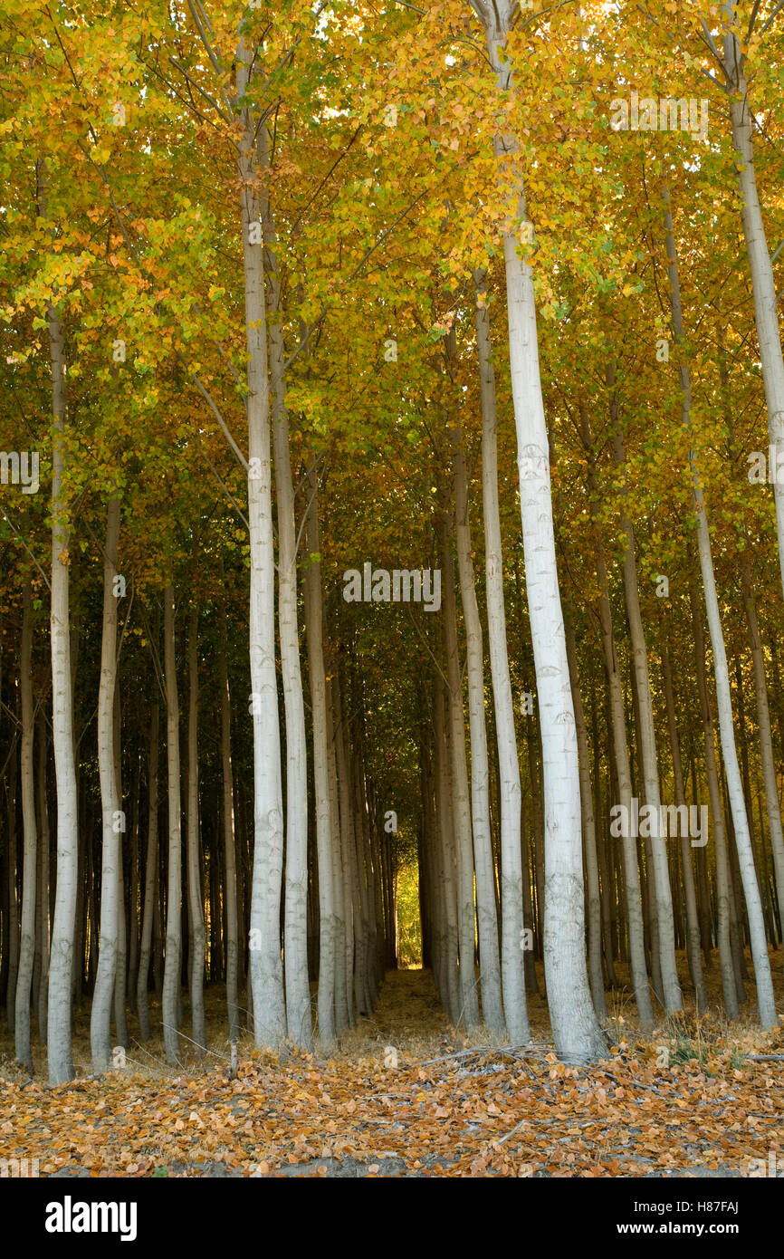 Cottonwood (Populus sp) hybrid tree farm grown for pulp and fiber ...