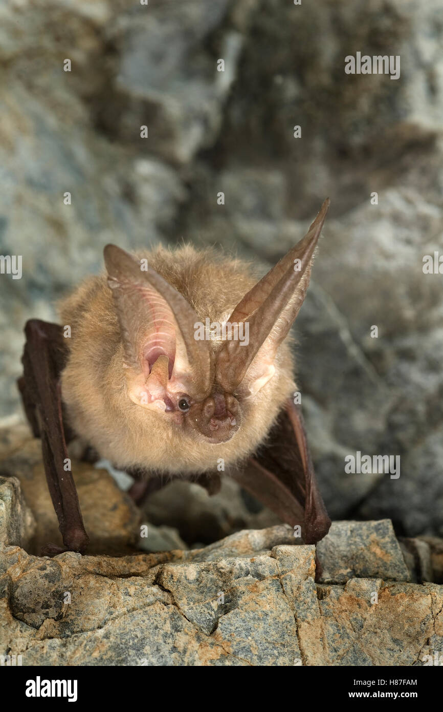 Townsend's Big-eared Bat (Corynorhinus townsendii) roosting in Gold ...
