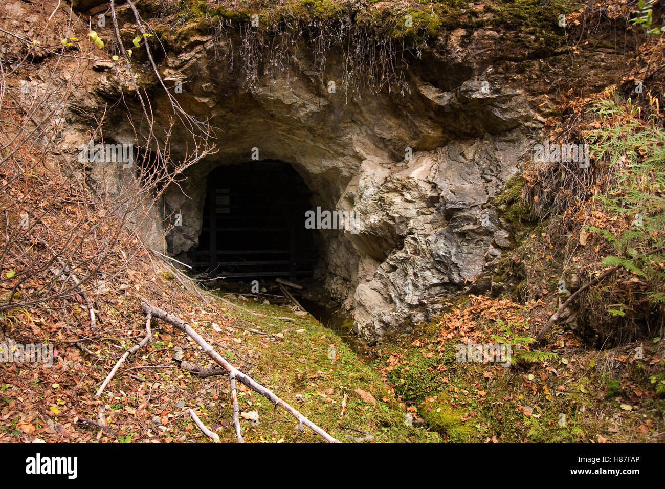 Bat gate at entrance to Gold Stake Mine in Coleville National Forest ...
