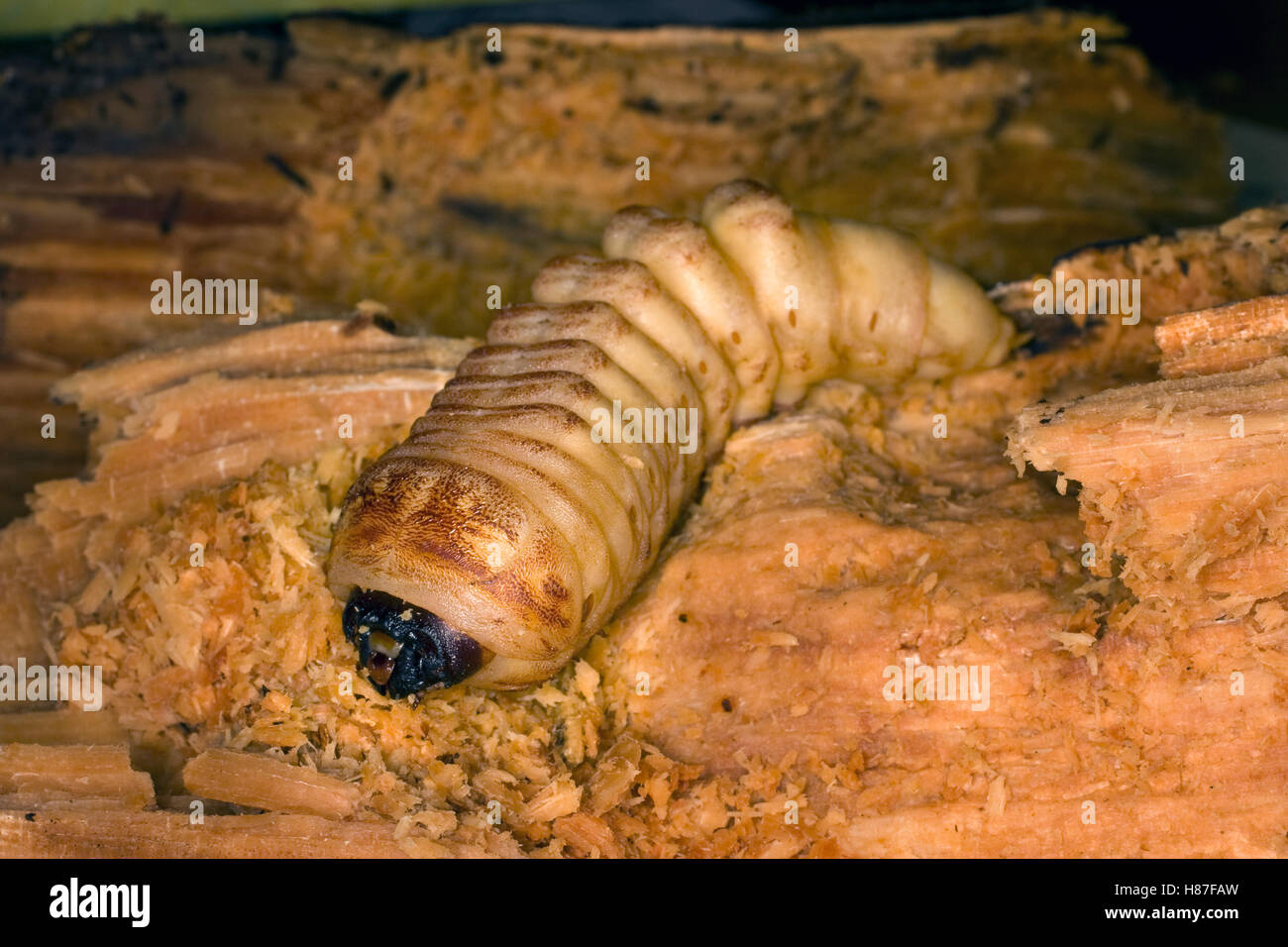 California Root Borer (Prionus californicus) beetle larva boring ...