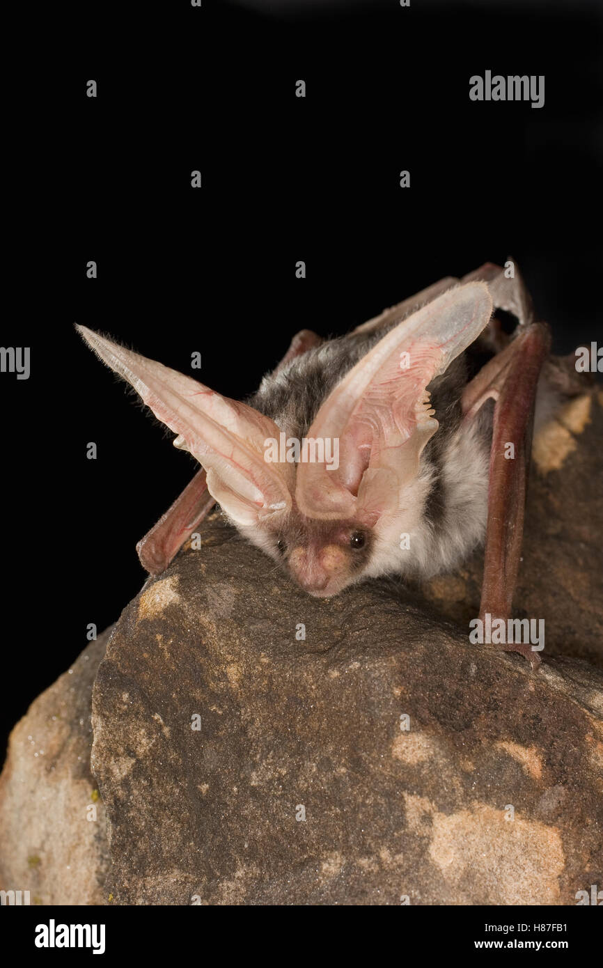 Spotted Bat (Euderma maculatum) roosting at night near Grand Canyon ...