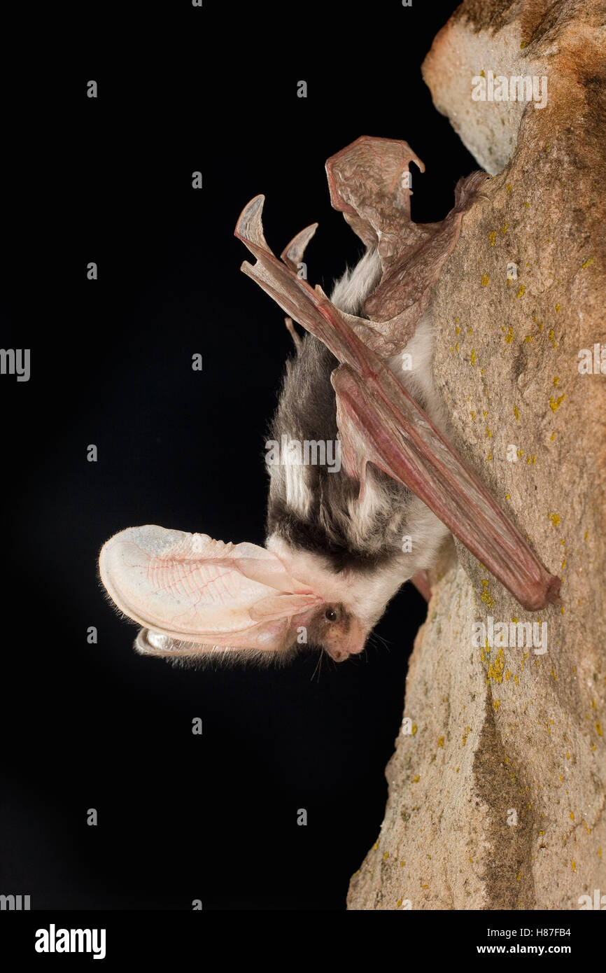 Spotted Bat (Euderma maculatum) roosting at night near Grand Canyon ...