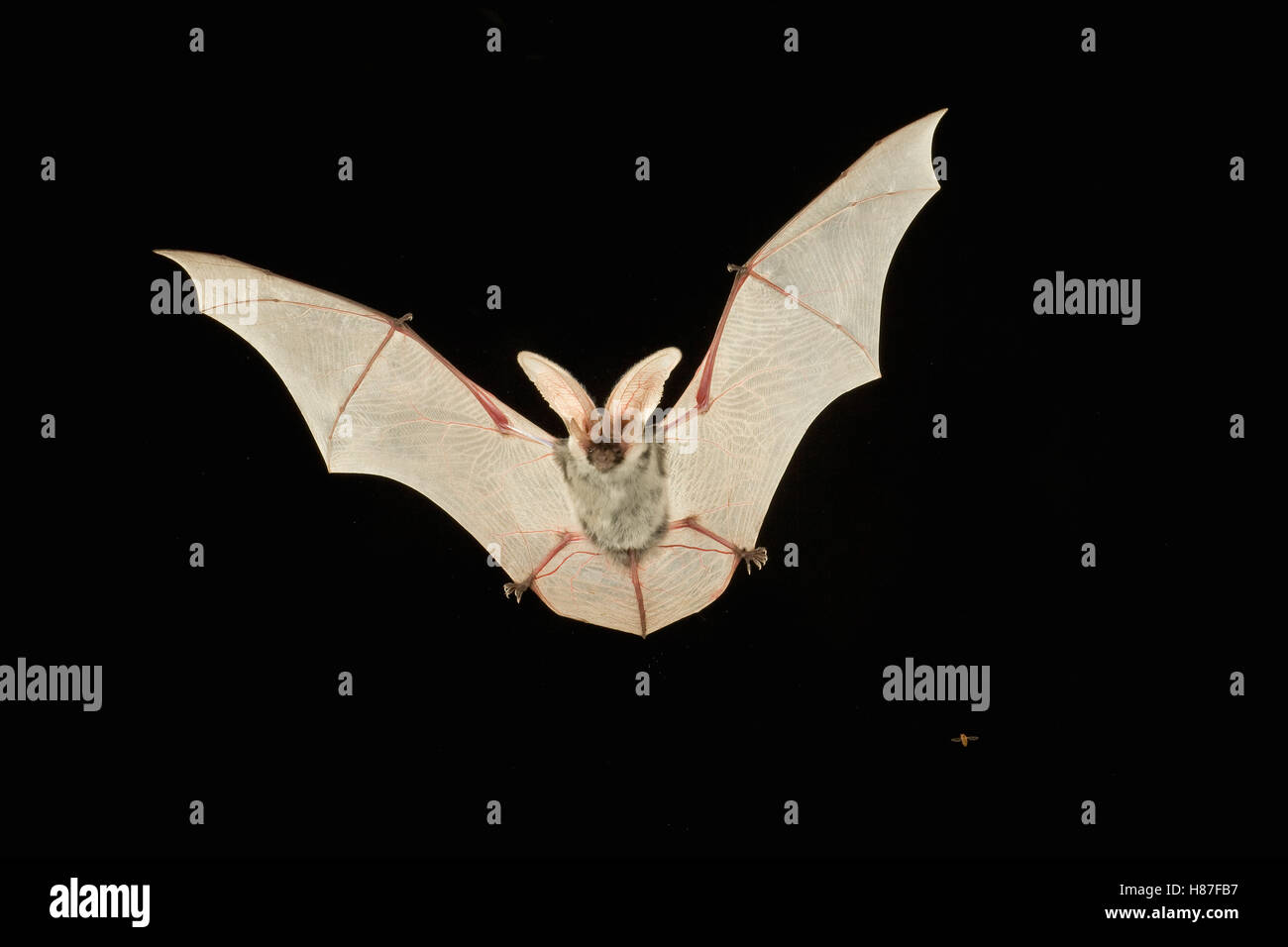 Spotted Bat (Euderma maculatum) flying at night near the edge of the ...
