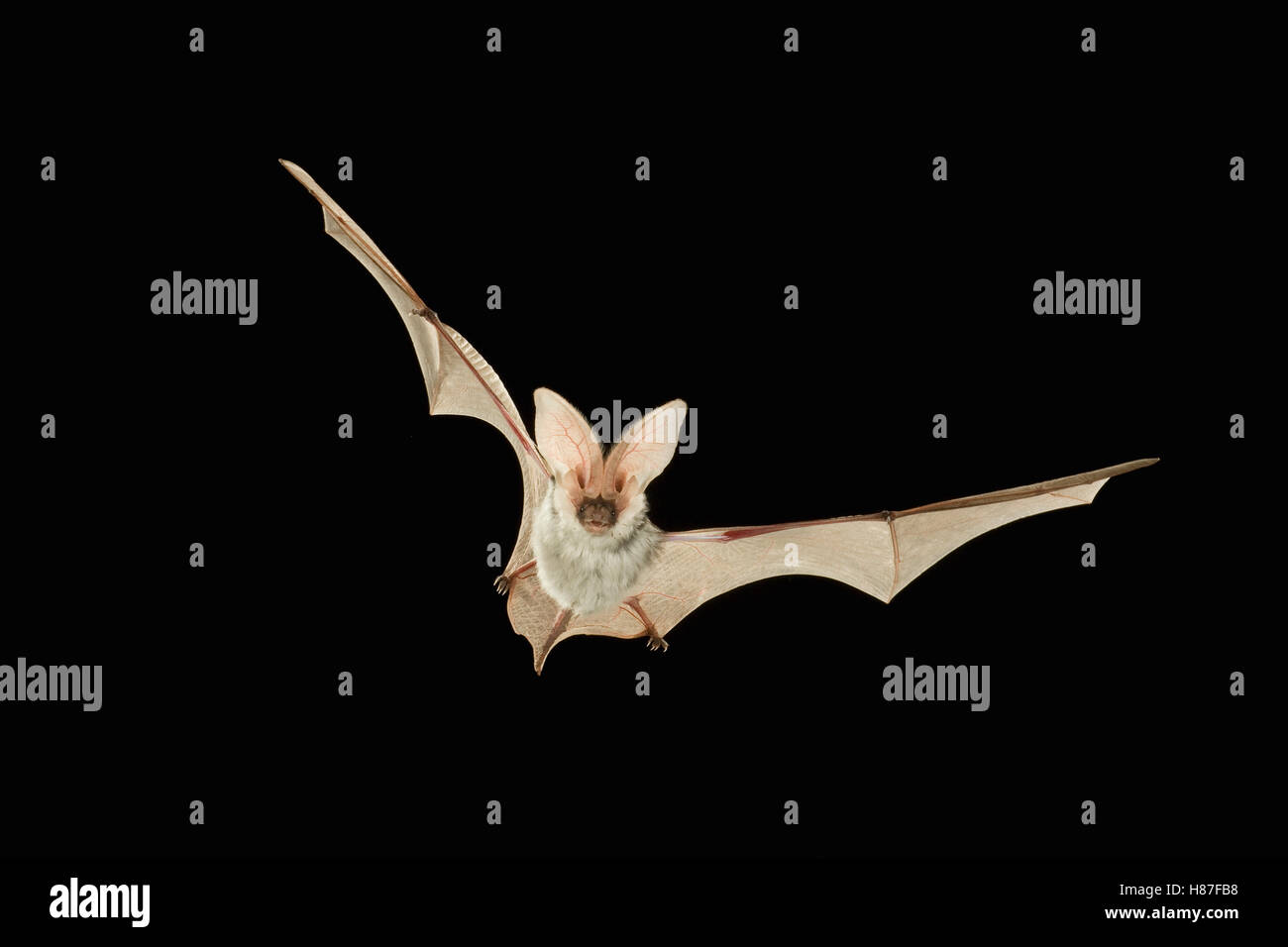 Spotted Bat (Euderma maculatum) flying at night near the edge of the ...