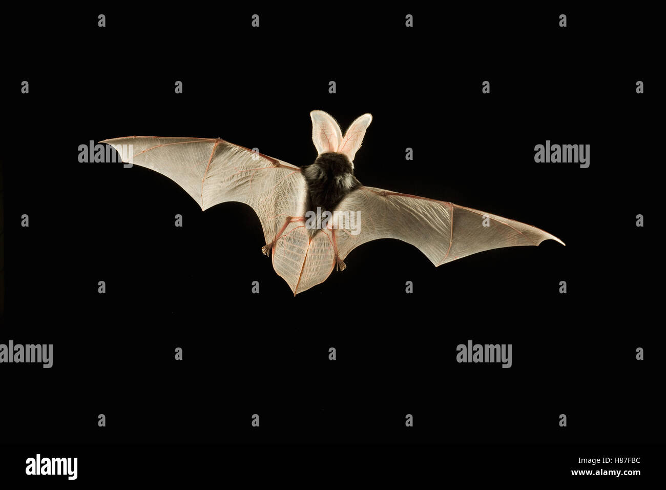 Spotted Bat (Euderma maculatum) flying at night near the edge of the ...