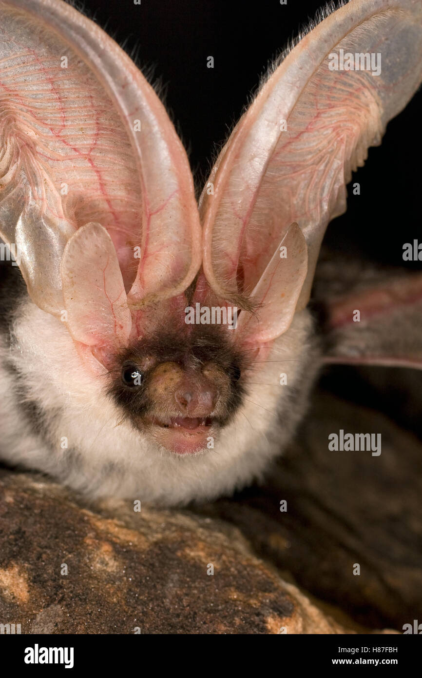 Spotted Bat (Euderma maculatum) roosting at night near Grand Canyon ...