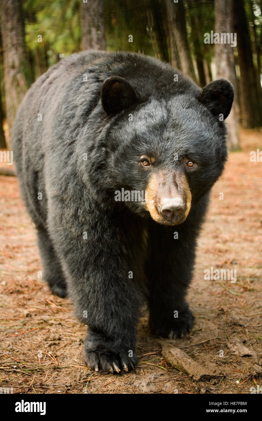 Black Bear (Ursus americanus) portrait during a mild winter, Oregon ...