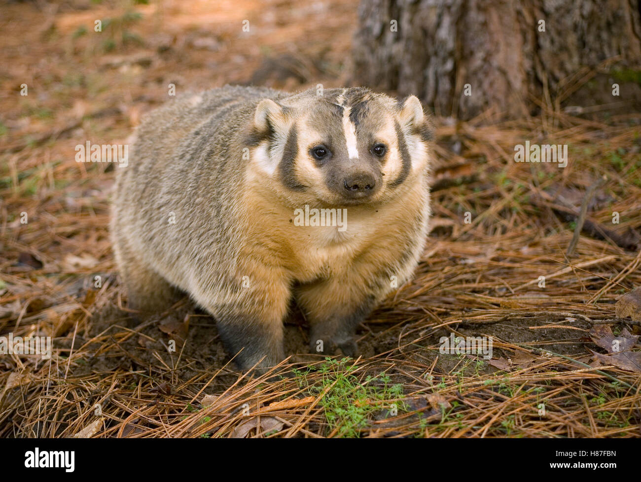 American Badger (Taxidea taxus) in Ponderosa Pine (Pinus ponderosa ...
