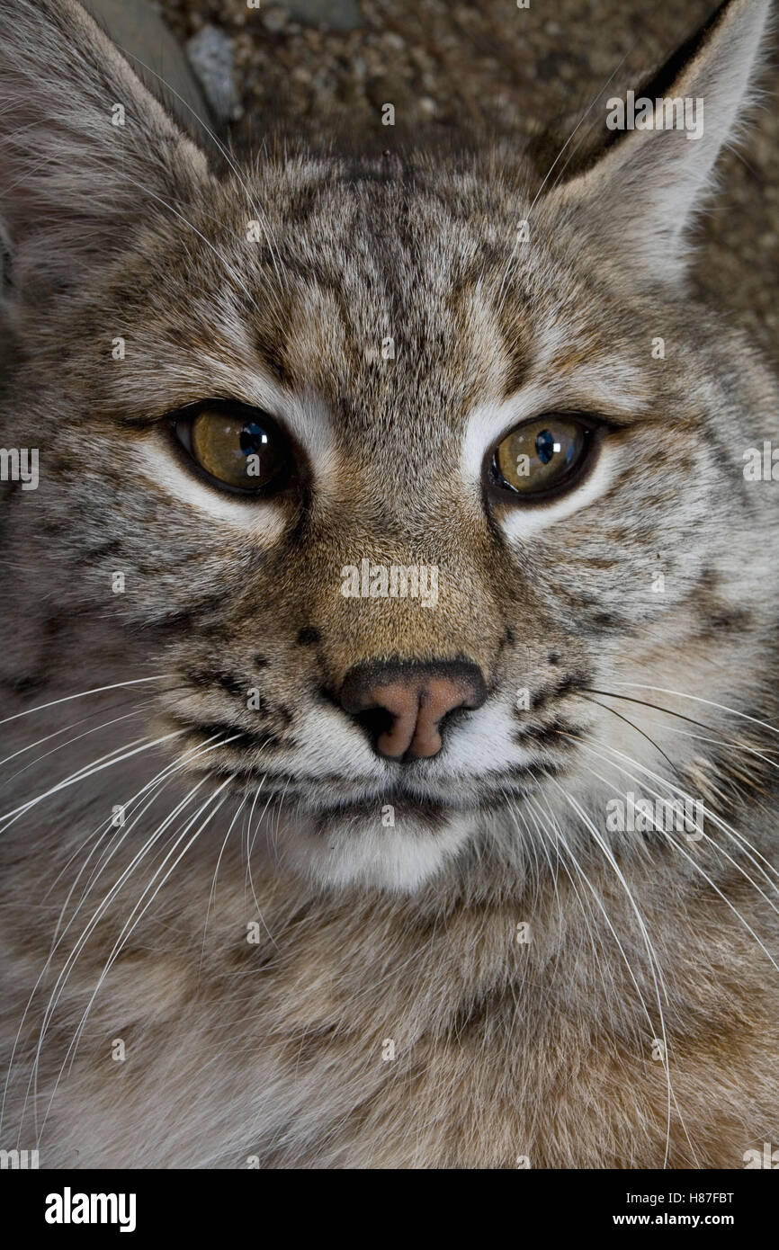 Bobcat (Lynx rufus) portrait, North America Stock Photo - Alamy