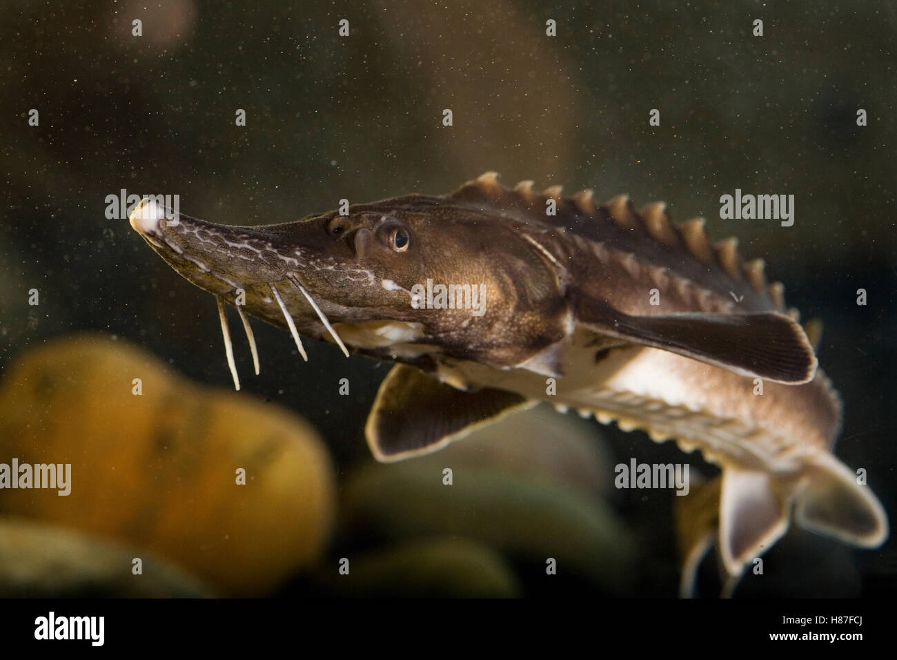 White Sturgeon (Acipenser transmontanus) portrait Stock Photo - Alamy