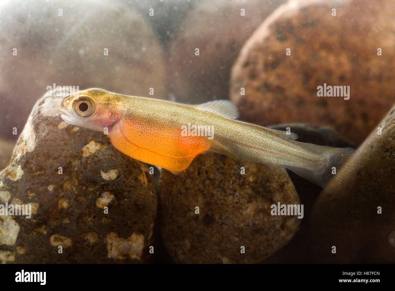 Coho Salmon (Oncorhynchus kisutch) alevin Stock Photo - Alamy
