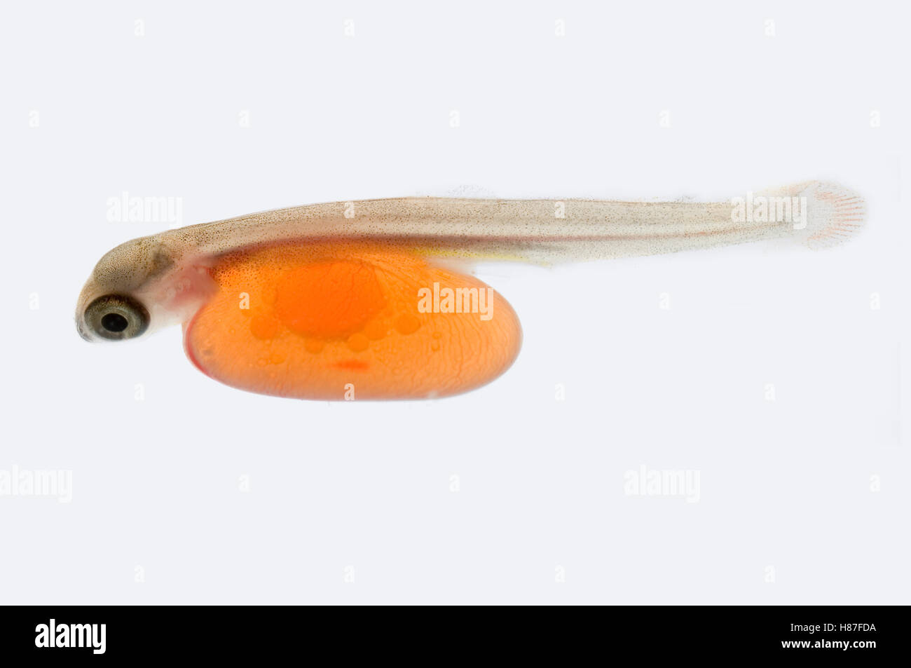 Coho Salmon (Oncorhynchus kisutch) alevin moments after hatching from ...