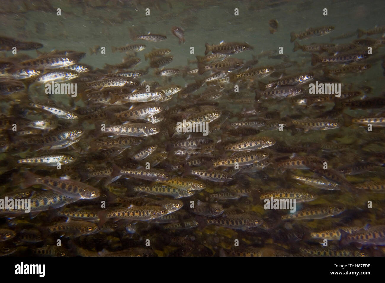 Rainbow Trout (Oncorhynchus mykiss) fry in a rearing pond at the ...