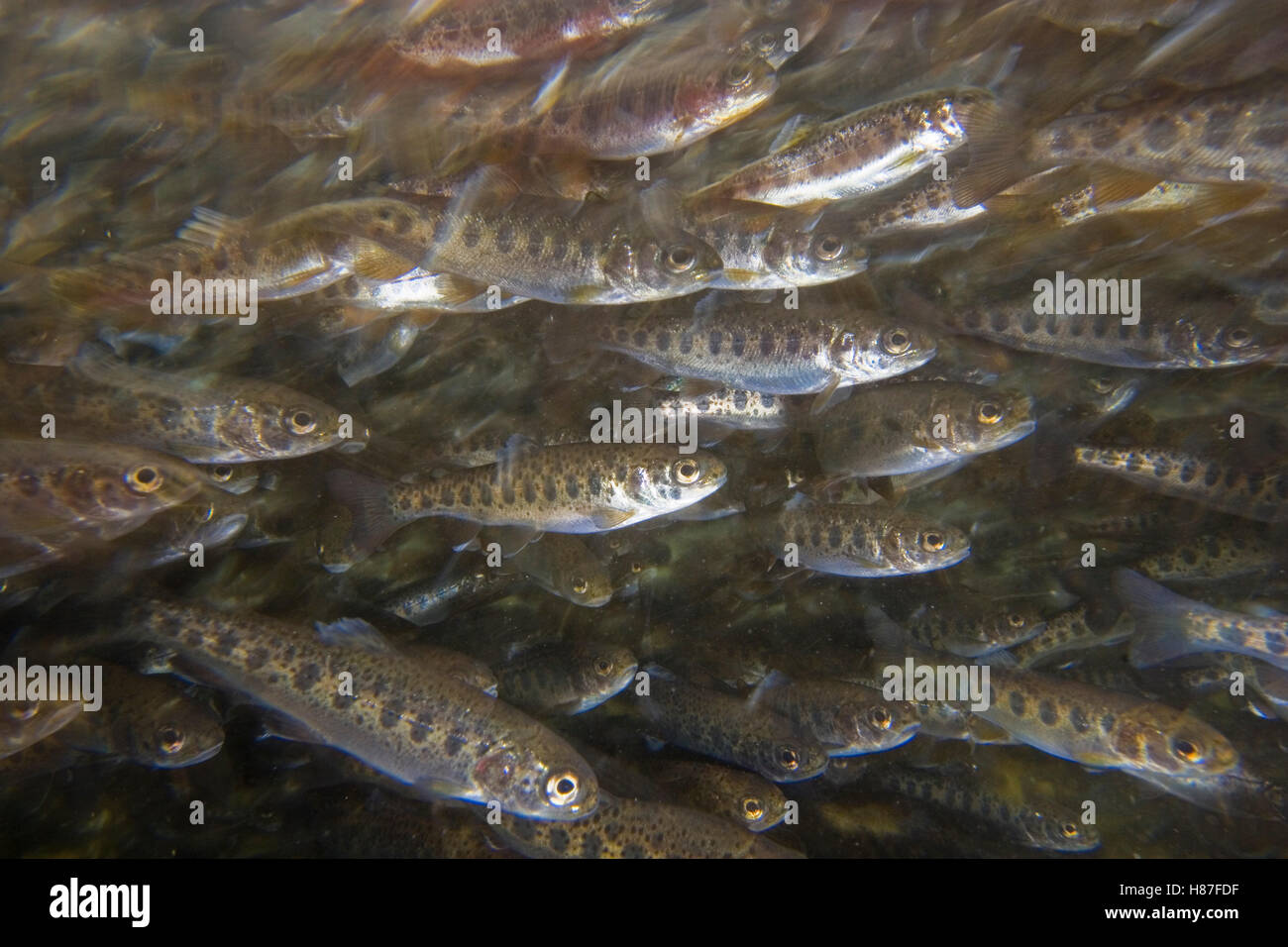 Rainbow Trout (Oncorhynchus mykiss) fry in a rearing pond at the ...