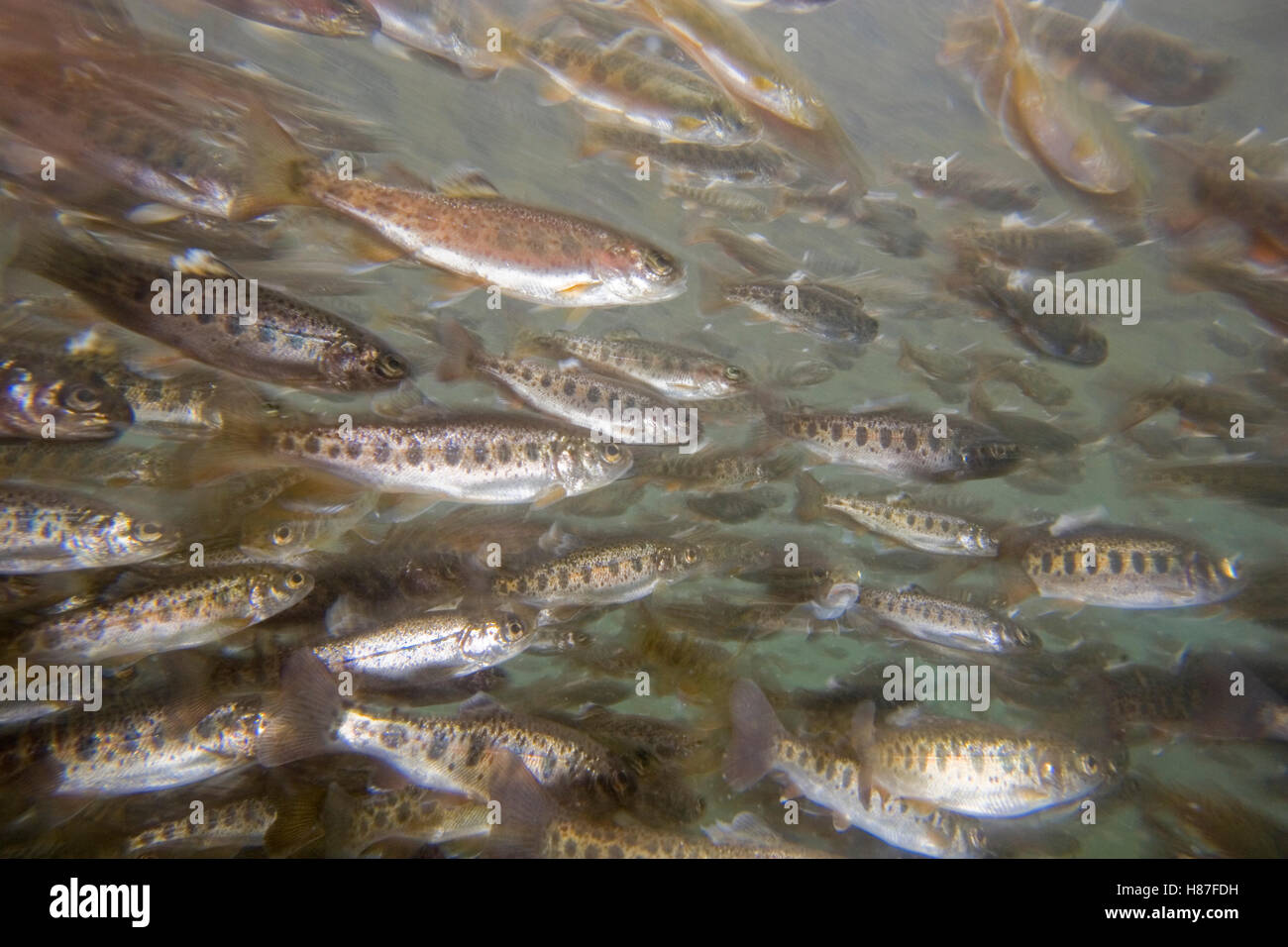 Rainbow Trout (Oncorhynchus mykiss) fry in a rearing pond at the ...