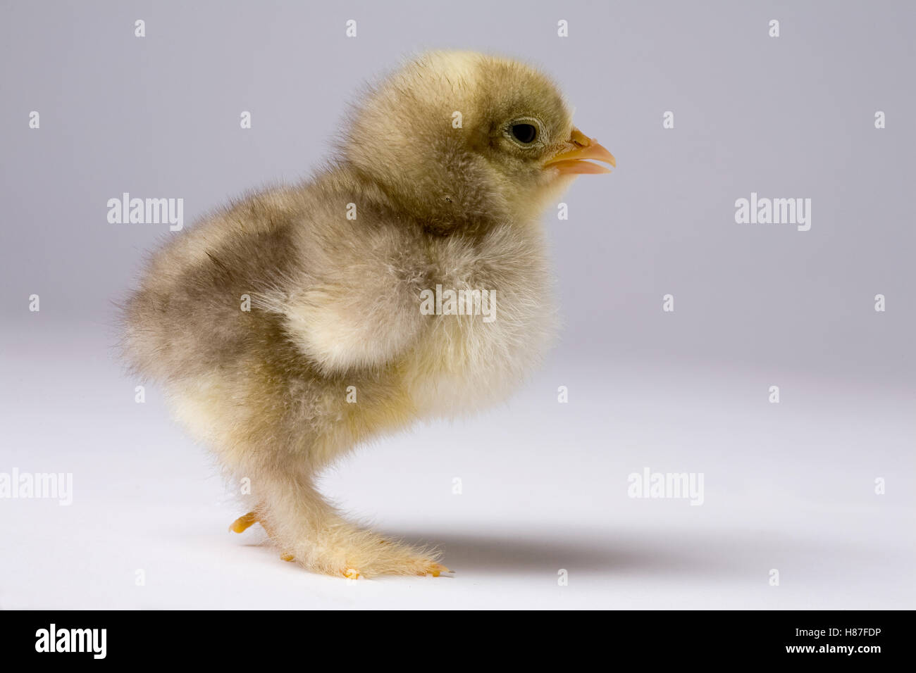 Domestic Chicken (Gallus domesticus), banty morph, about one week after ...