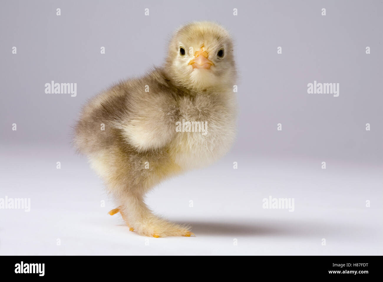 Domestic Chicken (Gallus domesticus), banty morph, about one week after ...