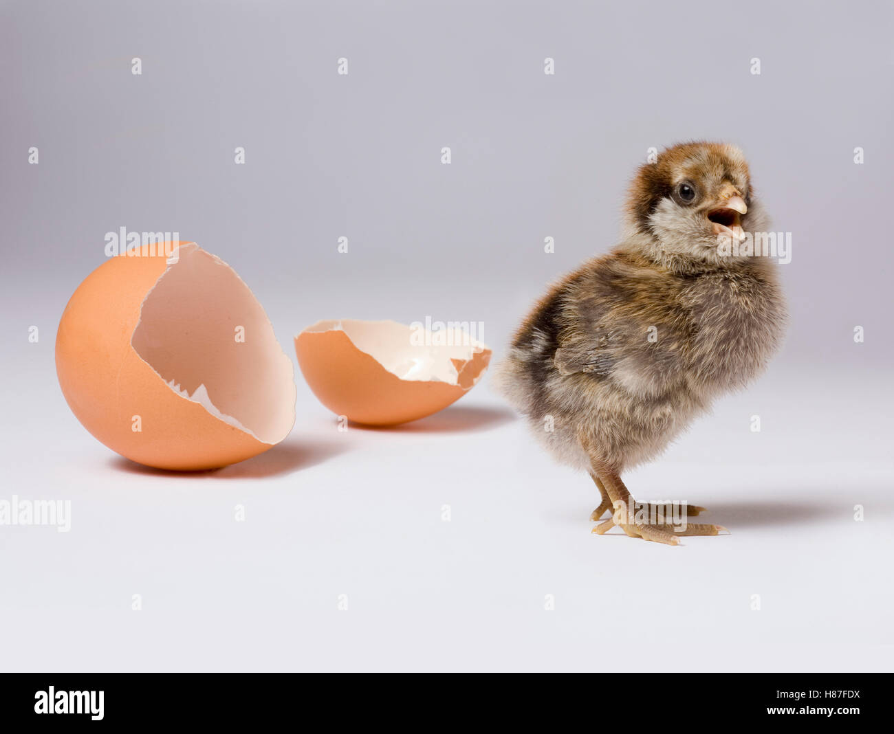Domestic Chicken (Gallus domesticus) hatchling with egg shell Stock ...