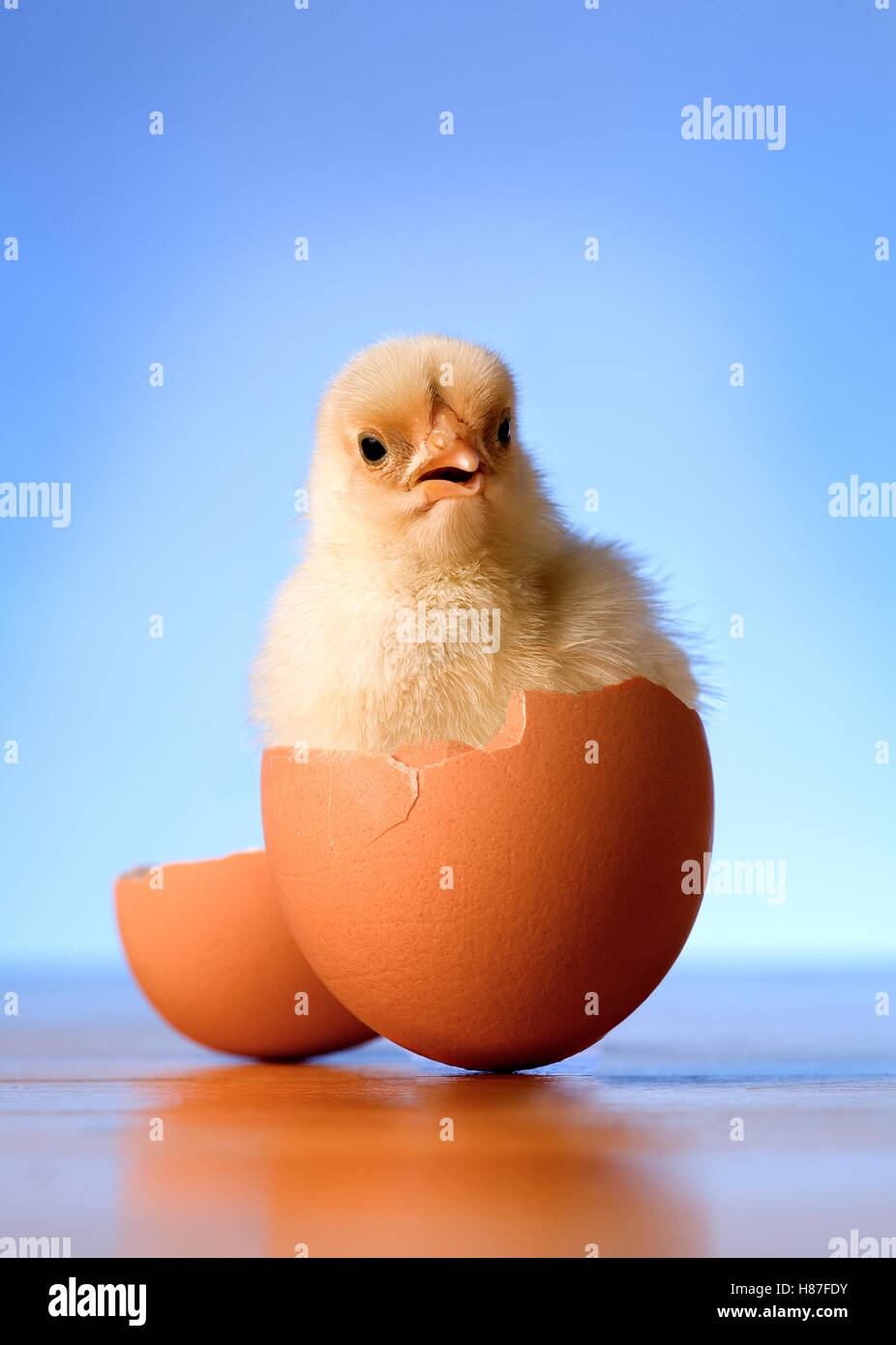 Domestic Chicken (Gallus domesticus) hatchling in egg shell Stock Photo ...