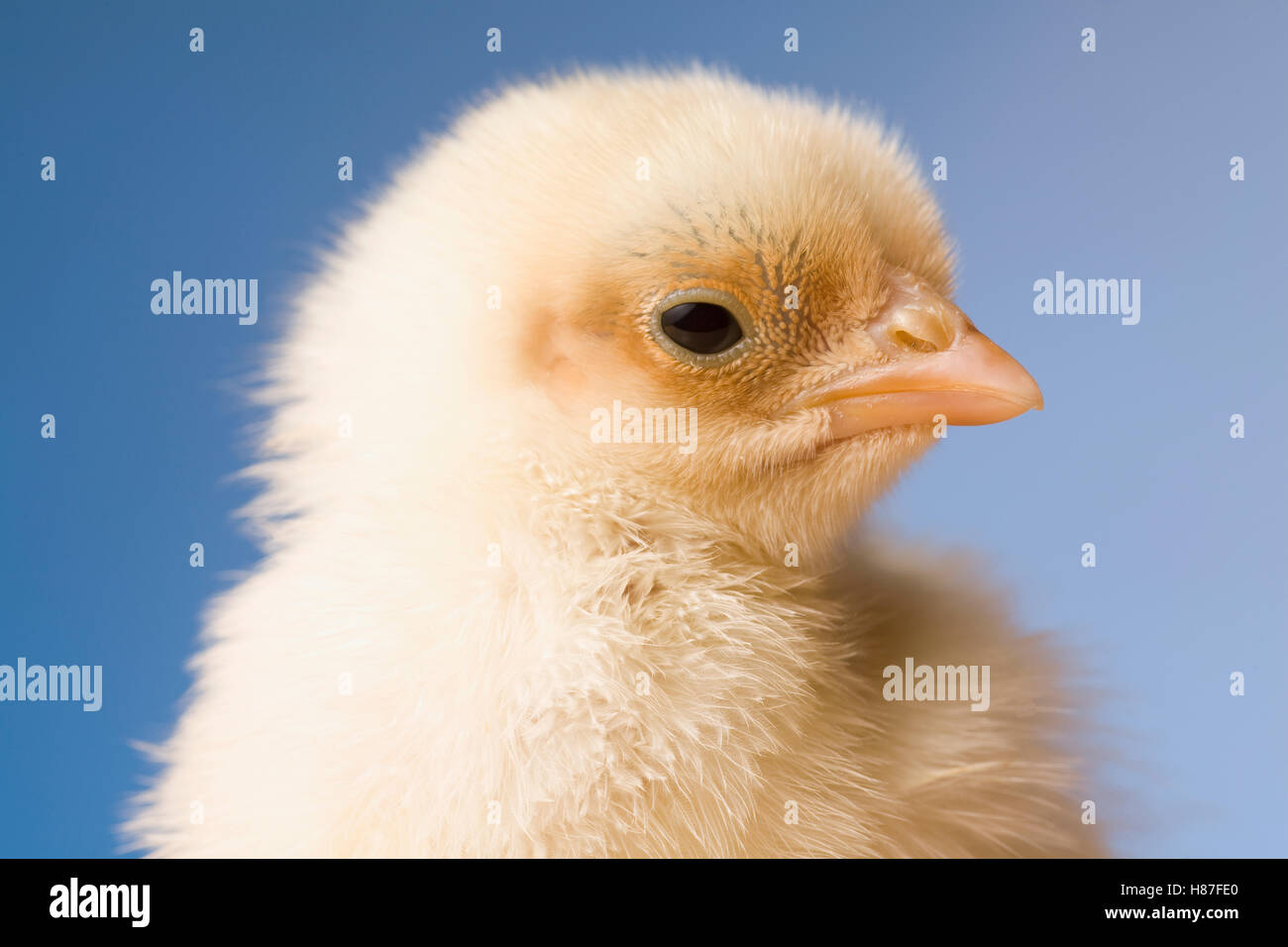Domestic Chicken (Gallus domesticus), banty morph, hatchling Stock ...