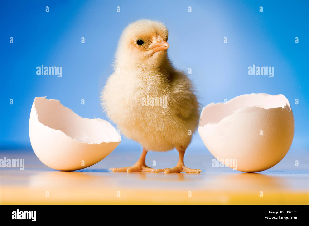 Domestic Chicken (Gallus domesticus), banty morph, hatchling with egg ...