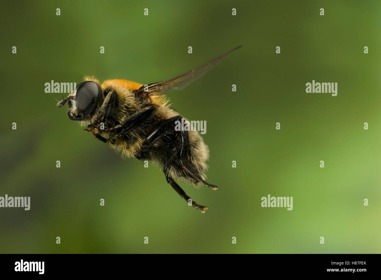 Hoverfly (Syrphidae) flying, Oregon Stock Photo - Alamy