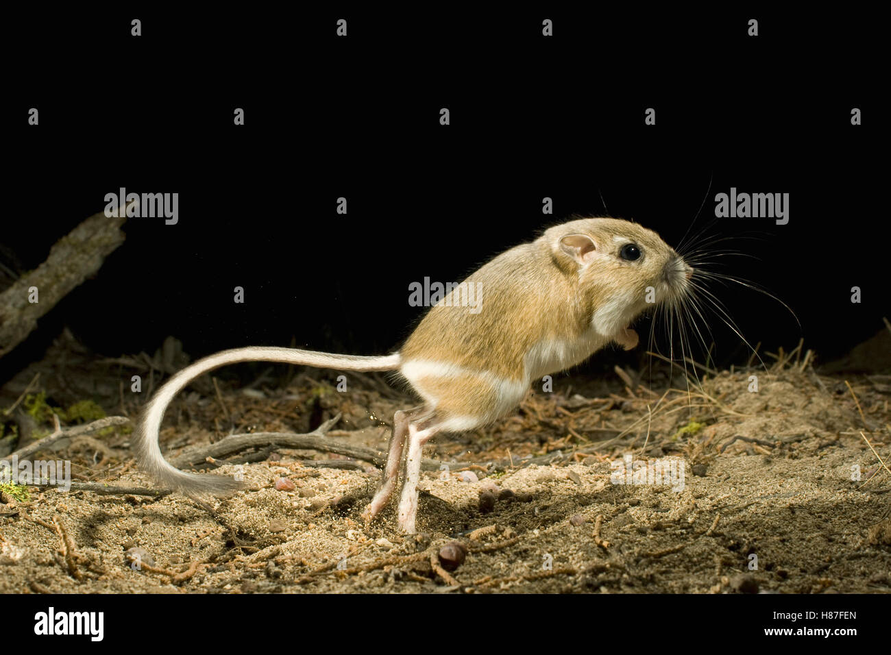 Kangaroo rat jumping hi-res stock photography and images - Alamy