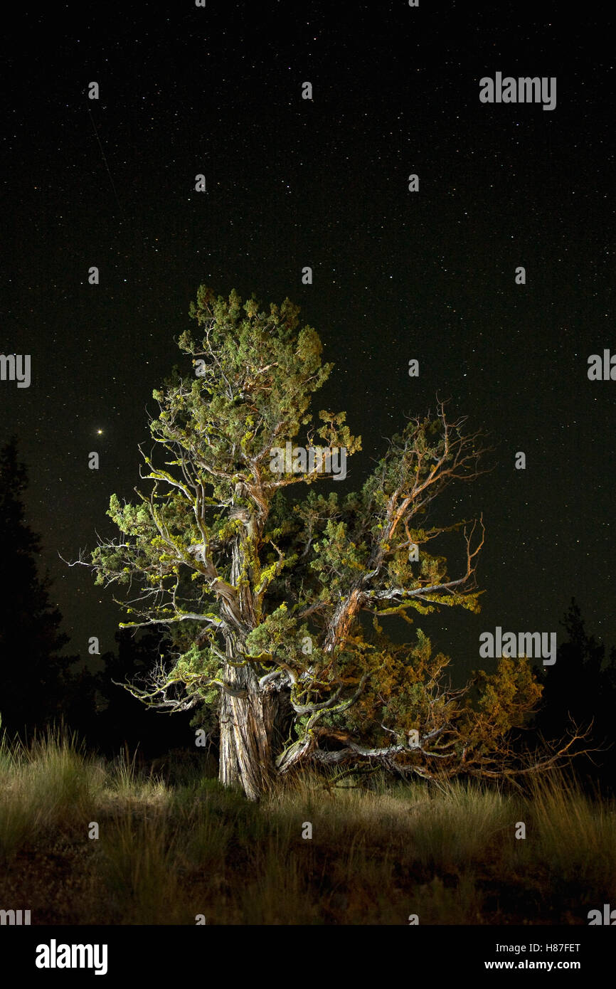 Western Juniper (Juniperus occidentalis) tree at night in the Ochoco ...
