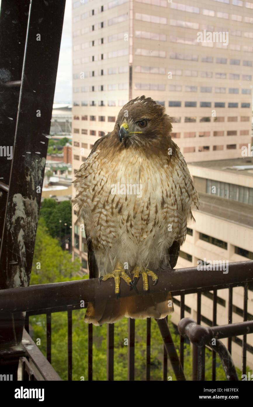 Red-tailed Hawk (Buteo jamaicensis) roosting on a fire escape in ...