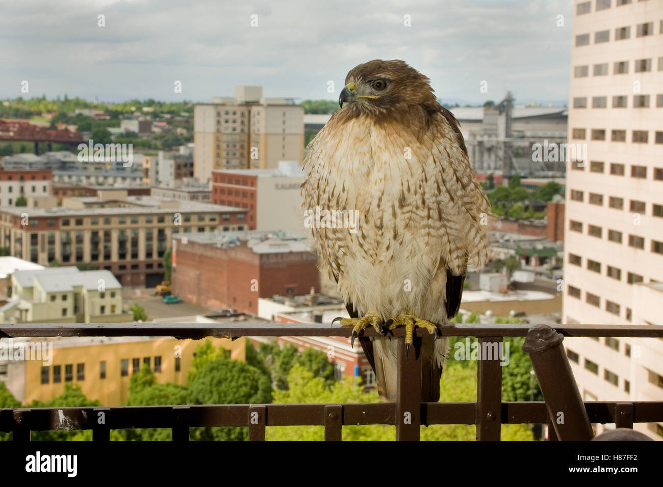 Red-tailed Hawk (Buteo jamaicensis) roosting on a fire escape in ...