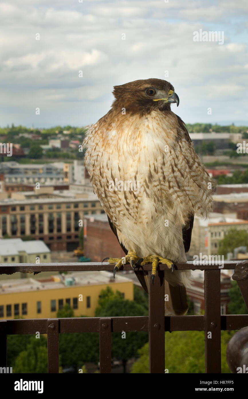 Red-tailed Hawk (Buteo jamaicensis) roosting on a fire escape in ...